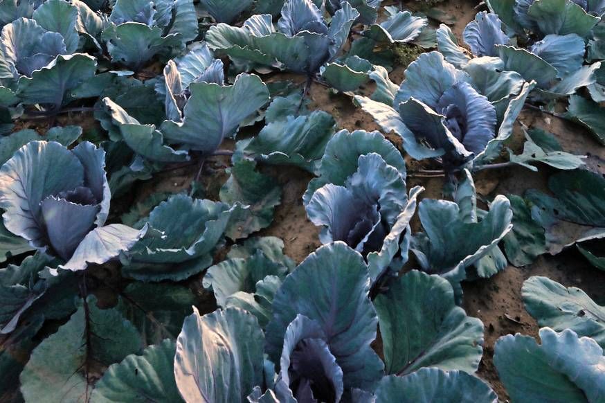 Superfood aus der Region -Kohl in allen Varianten liefert wichtige ...